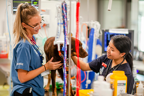 Melbourne Veterinary School alumni