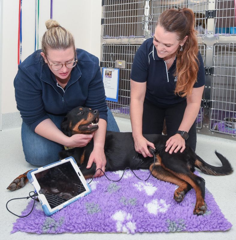Vet students get their hands on the latest in portable ultrasound ...