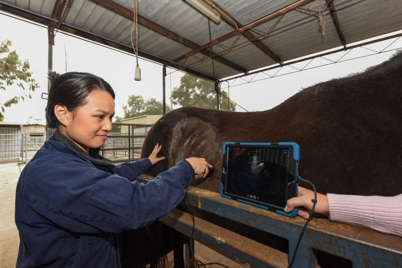 Vet students get their hands on the latest in portable ultrasound ...
